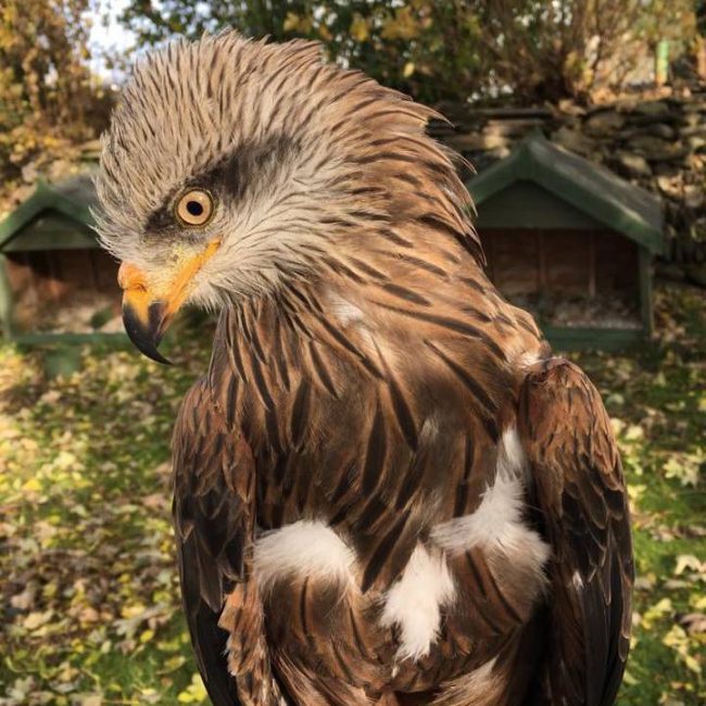 Falconry Ireland